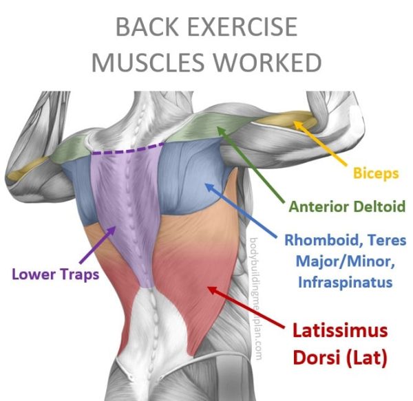 13 Dumbbell Lat Exercises to Beef Up Your Back Workout