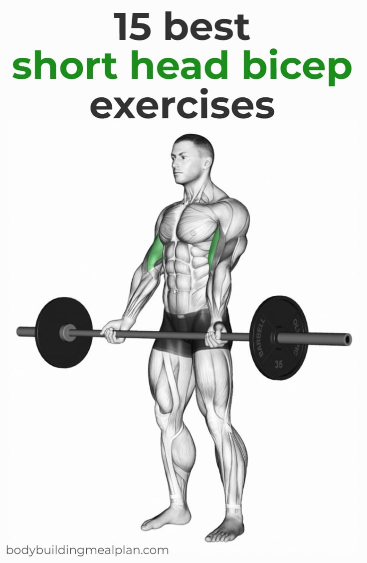 15 Short Head Bicep Exercises For Sleeve Busting Arms