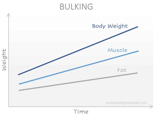 Bulk vs Cut - How to Choose the Right Fitness Goal (With Quiz)